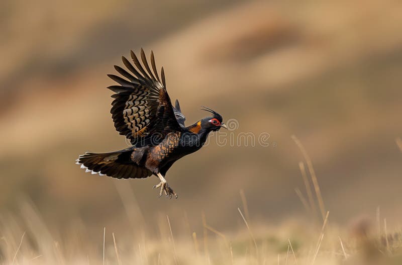 Big black grouse in flight stock photo. Image of conservation - 317628676