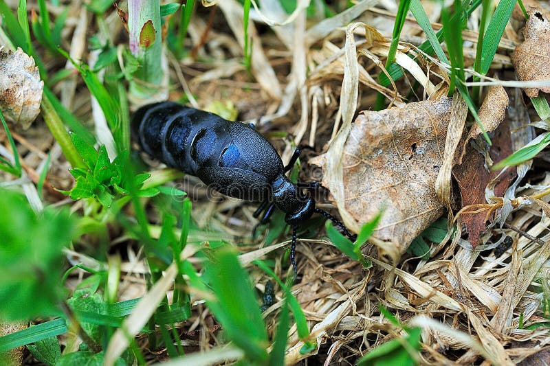 Big black insect on grass stock image. Image of grass - 93492521