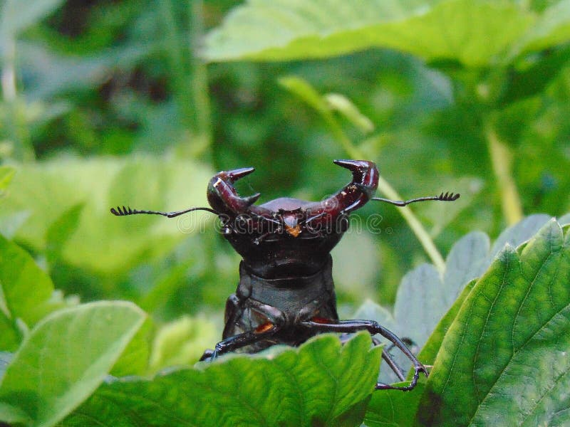 Big black insect stock photo. Image of black, animal - 131024444
