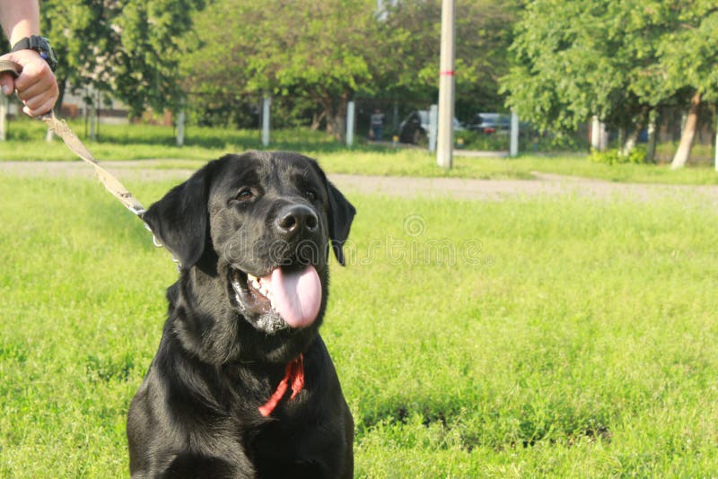 Big black dog labrador stock image. Image of retriever - 114623795