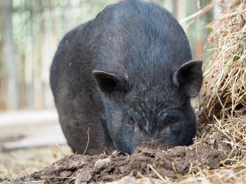 Big Black Pig Digs the Ground and Straw Stock Photo - Image of feature ...