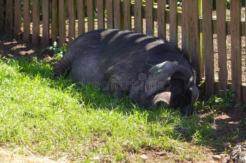 Big Black Pig Sleeping in the Shade, Asturcelta Pig Breed Stock Image ...