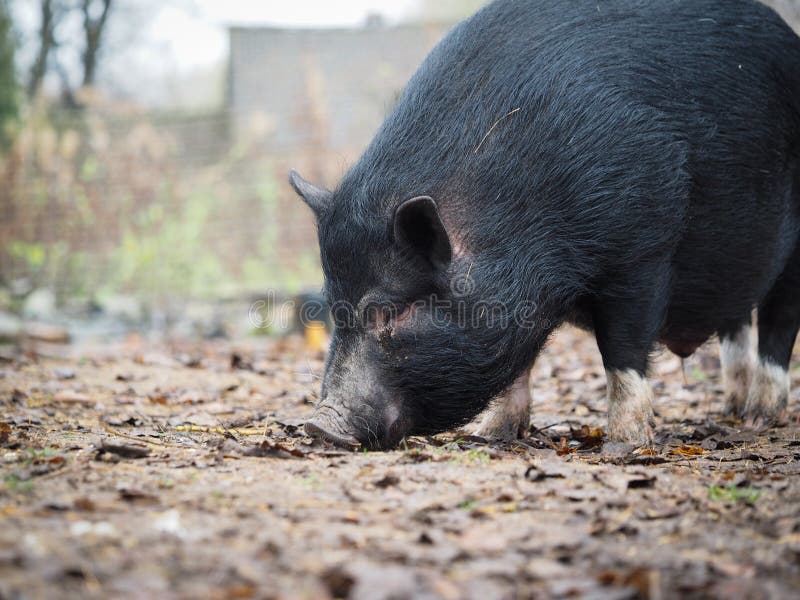 A Big Black Pig Sniffs the Ground Stock Image - Image of pigs ...