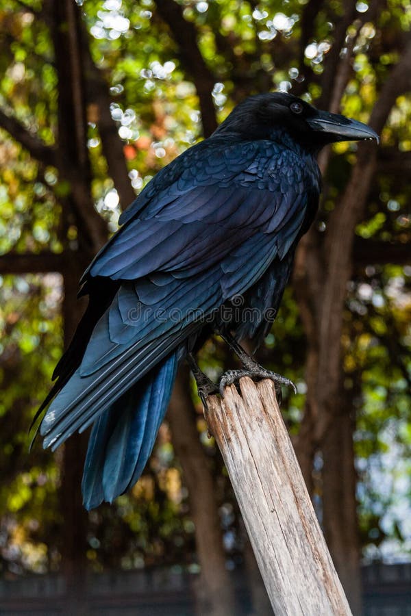 Big Black Raven Sitting on a Branch Stock Photo - Image of beak, avian ...