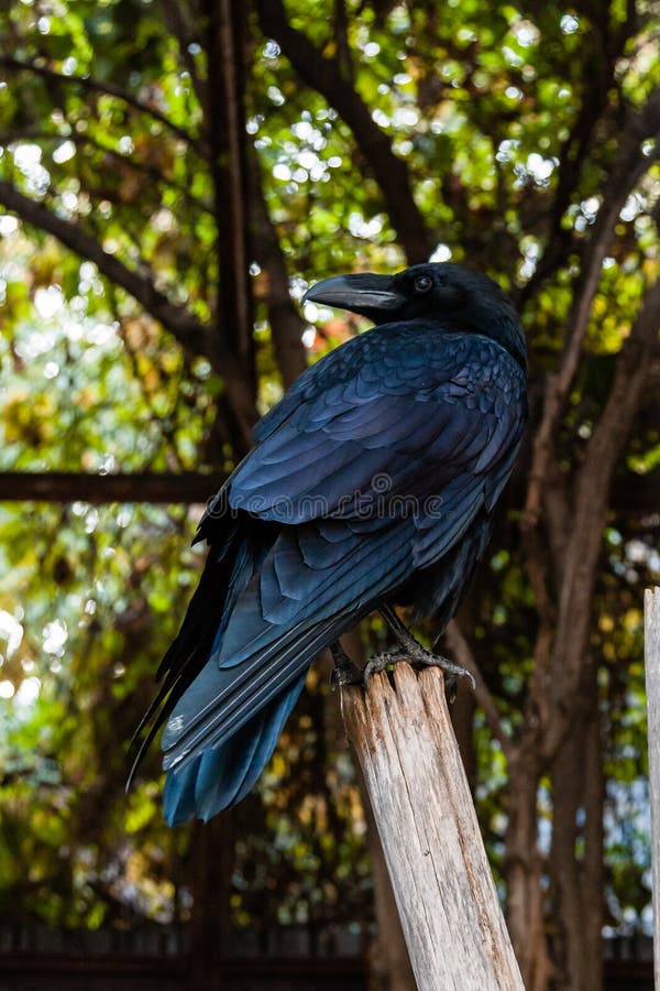 Big Black Raven Sitting on a Branch Stock Photo - Image of green ...