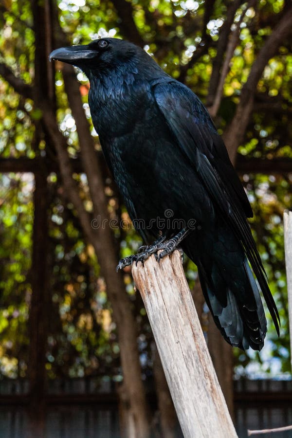 Big Black Raven Sitting on a Branch Stock Photo - Image of common ...