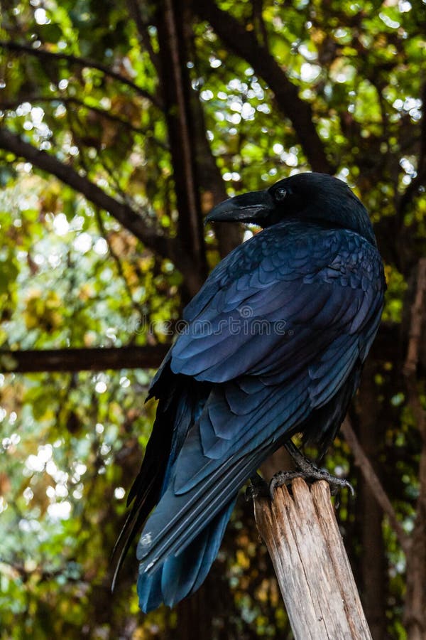 Big Black Raven Sitting on a Branch Stock Image - Image of birdwatching ...