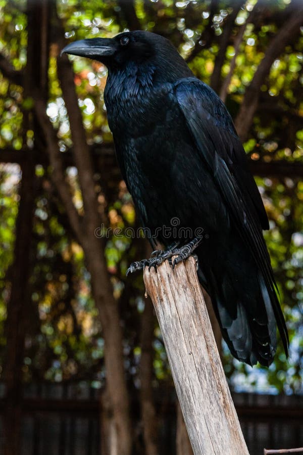 Big Black Raven Sitting on a Branch Stock Photo - Image of corvus, bill ...