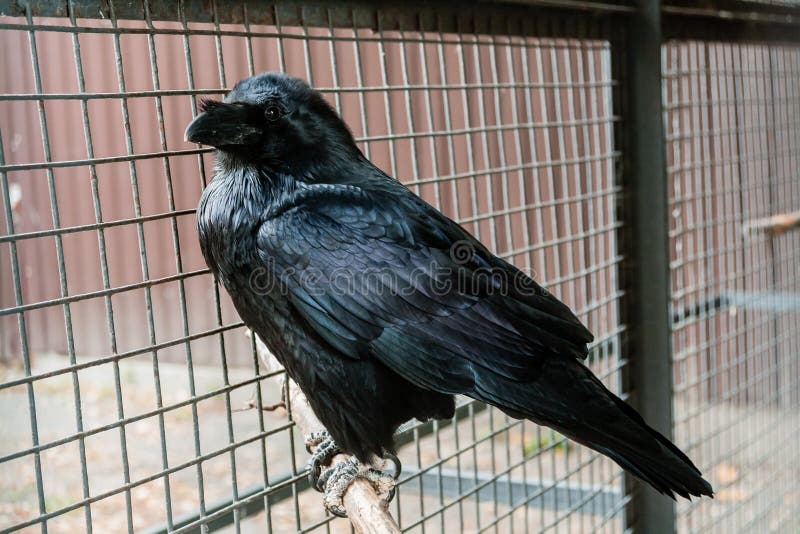 Big Black Raven Sitting on a Branch Stock Image - Image of background ...