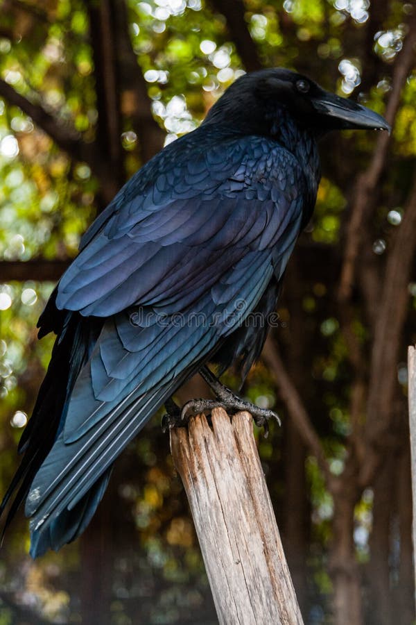 Big Black Raven Sitting on a Branch Stock Photo - Image of common ...