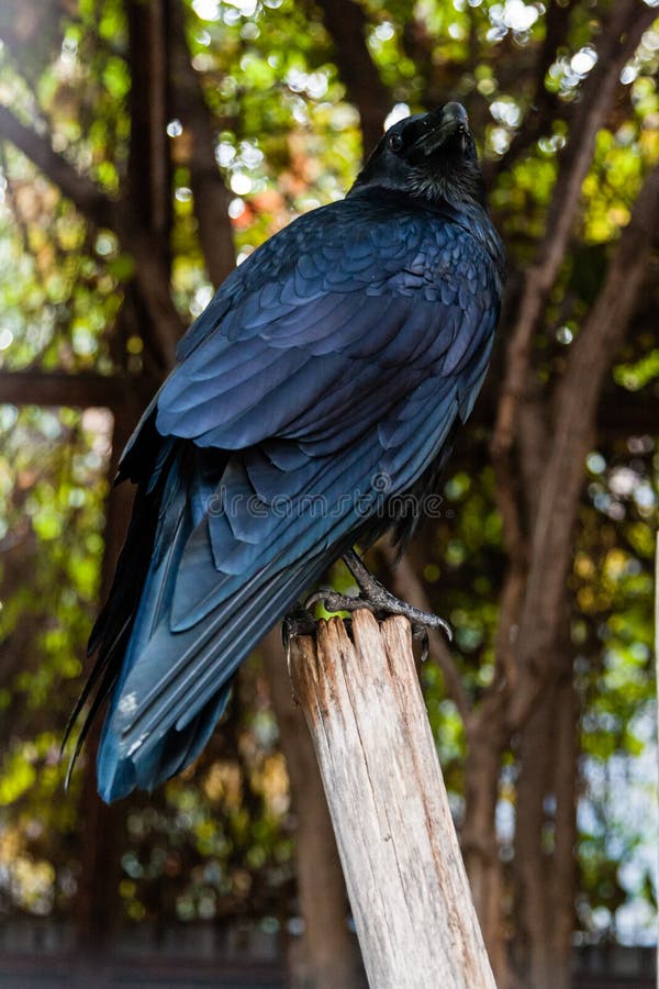Big Black Raven Sitting on a Branch Stock Photo - Image of ornithology ...