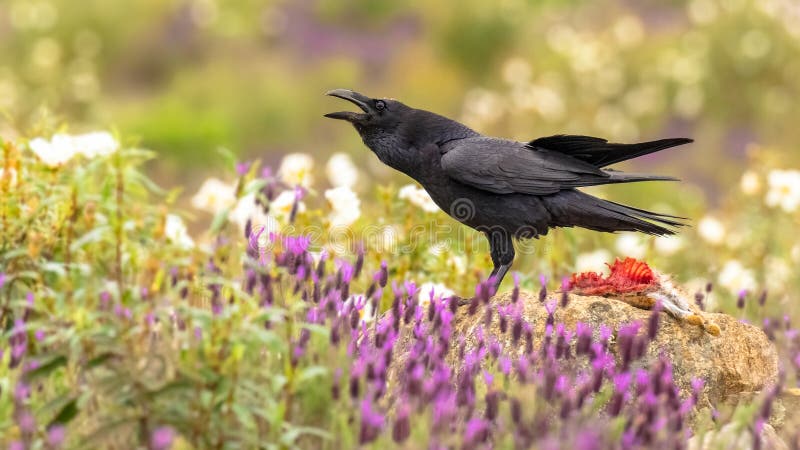 Big Black Raven on the Stone. Stock Photo - Image of flight, biology ...