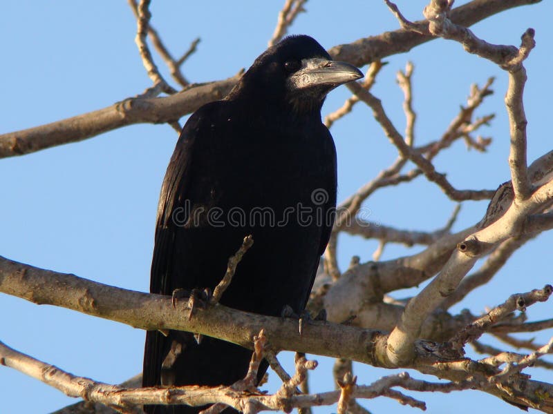 Big black rook stock image. Image of plants, branch, glare - 88616745
