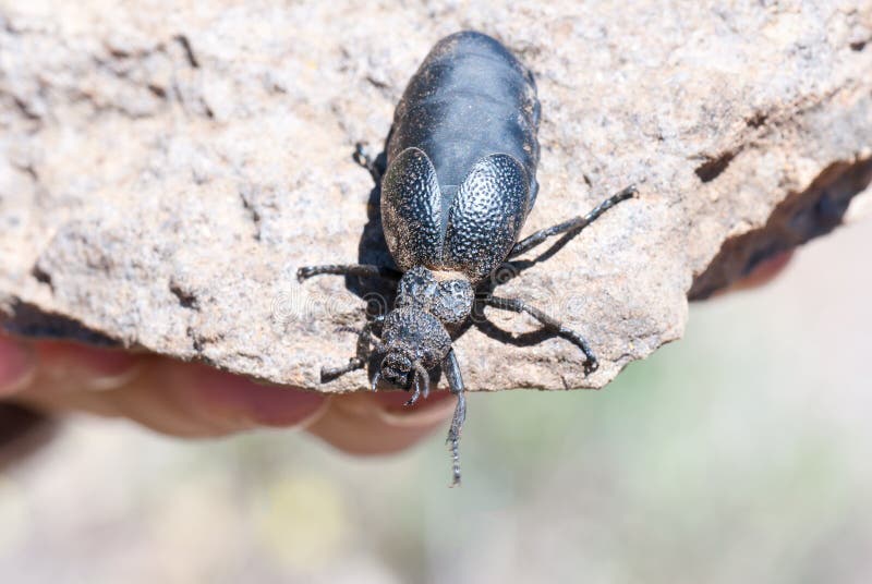 Black scarab beetle stock image. Image of black, anomala - 16919185