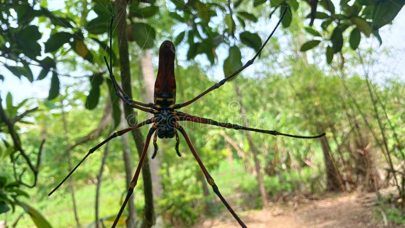 Big Black Spider Captured at Close Range Stock Image - Image of cobweb ...