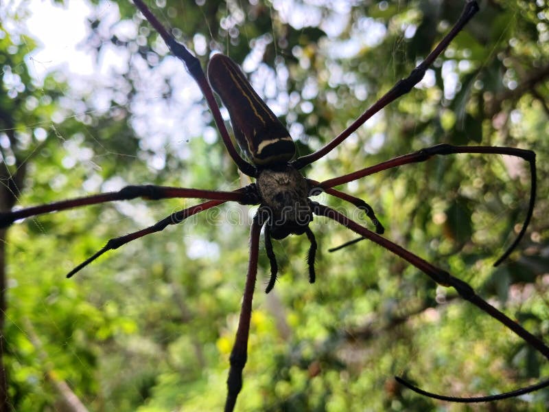 Big Black Spider Captured at Close Range Stock Photo - Image of spider ...