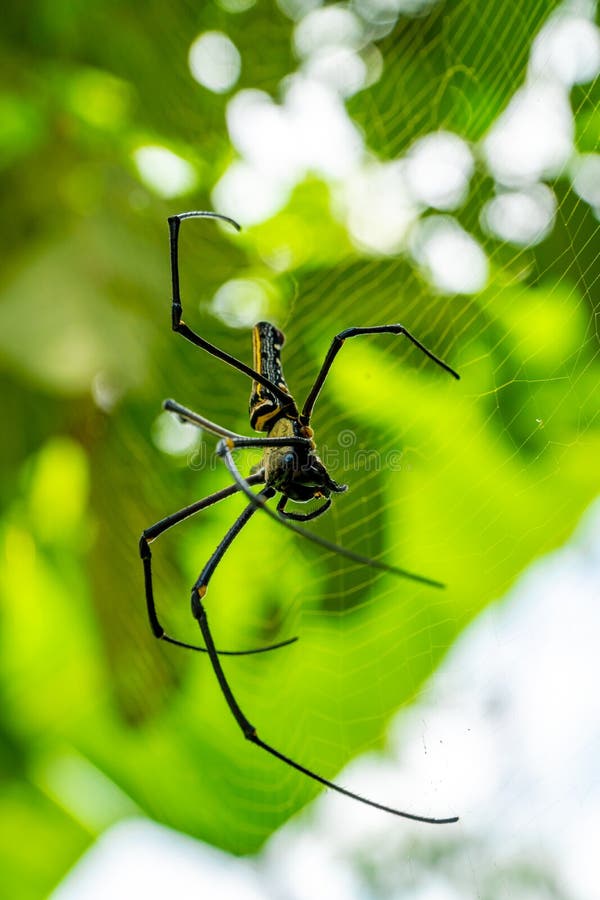 Big Black Spider in the Wild. Black Spider in Its Cage during the Day ...