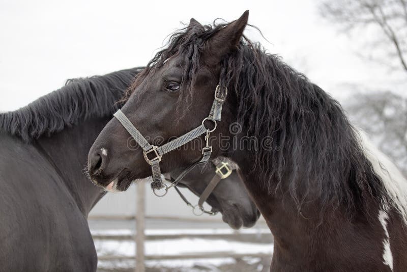 Big black stallion stock photo. Image of herd, mammal - 67549798