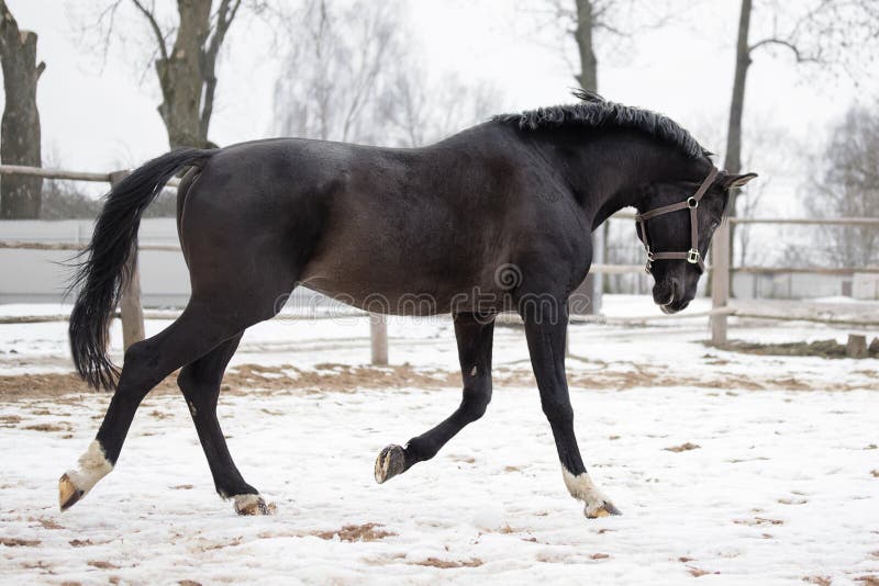 Big black stallion stock image. Image of power, game - 67549813