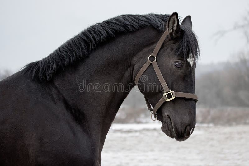 Big black stallion stock photo. Image of relations, equine - 67549908