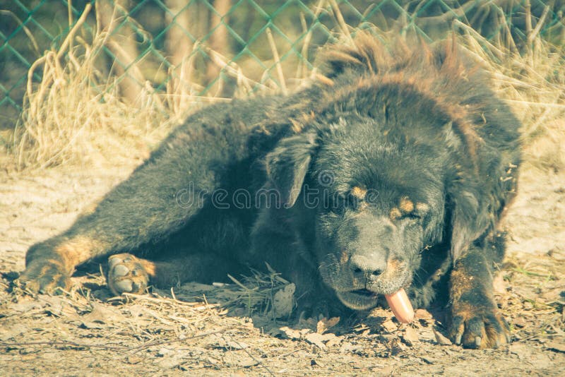 Big, Black, Stray Dog, Eating Sausage. a Stray Dog Eating on Th Stock ...