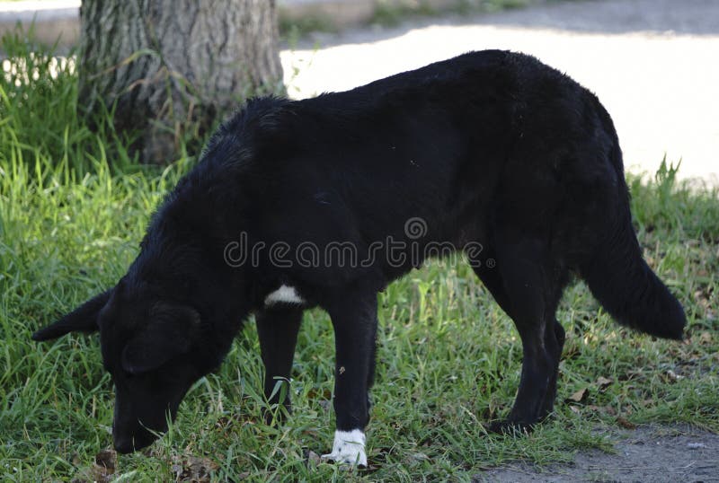 A Big Black Stray Dog Summer Green Park on the Grass in the Sunlight ...