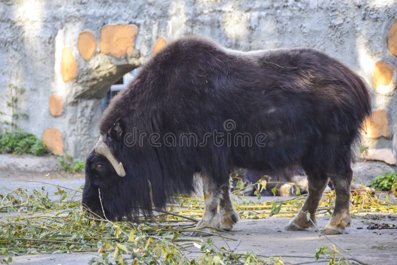 Big Black Strong Ox Ox in a Zoo Eats a Lone Against a Stone Wall Stock ...