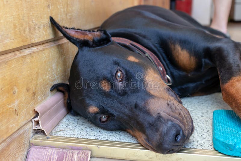 Big Black and Tan Cropped Doberman Pinscher with Cut Ears Lying on the ...