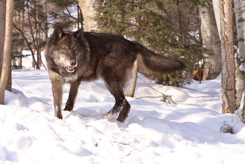 Big Black Timber Wolf in Snow Stock Photo - Image of wolf, animal: 65639134