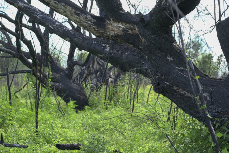 Big Black Trees after a Fire, Green Grass Grows Below Stock Photo ...