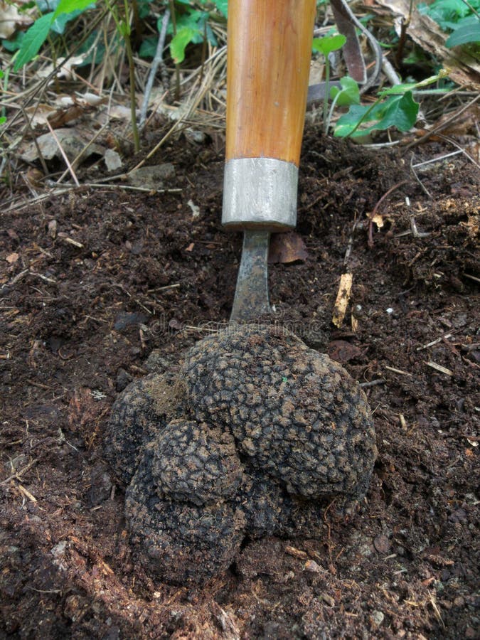 Digging Mushroom Stock Photos - Free & Royalty-Free Stock Photos from ...