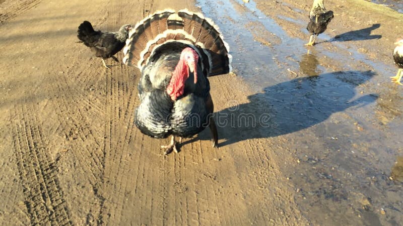 Big Black Turkey Feathers Fluffed Their Stock Video - Video of bird ...
