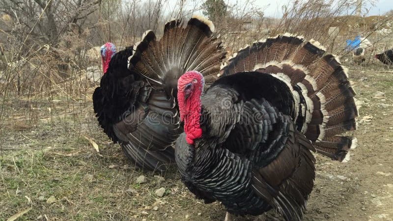 Big Black Turkey Feathers Fluffed Their Stock Footage - Video of ...