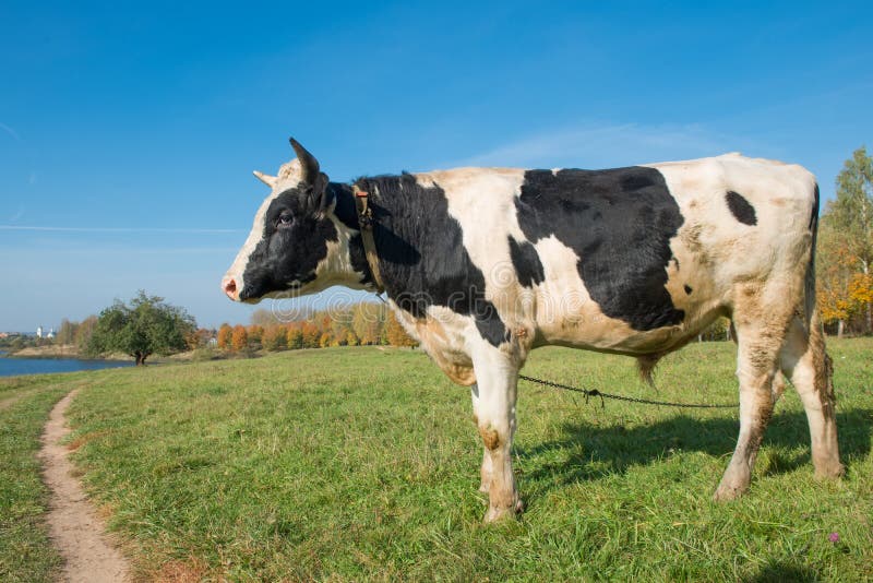 Bull on a Chain Near a Country Road Stock Image - Image of agricultural ...