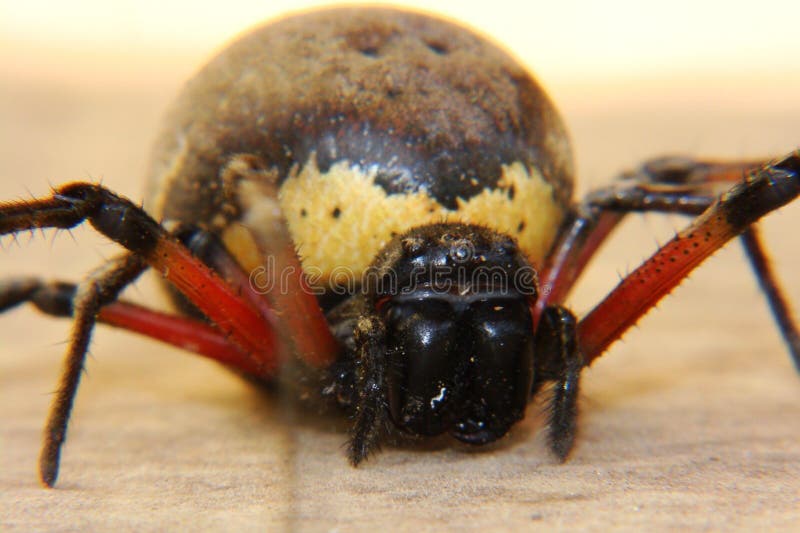 Big Black, Yellow and Red Spider on the Floor Stock Photo - Image of ...