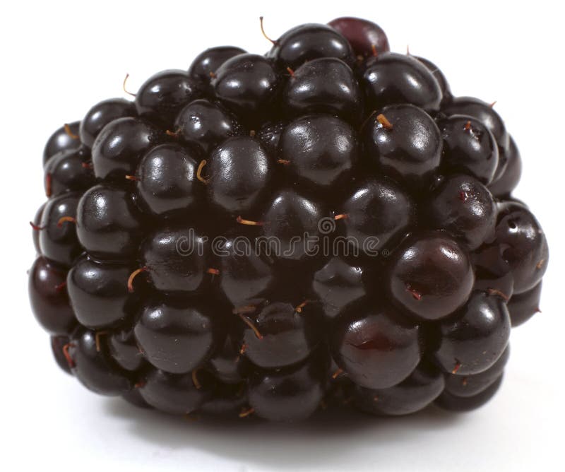 Big blackberry stock image. Image of isolated, berry - 50812583
