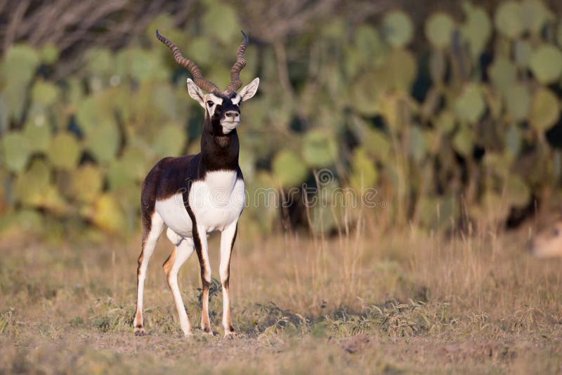 Baby Blackbuck Antelope (Antilope Cervicapra) Stock Photo - Image of ...