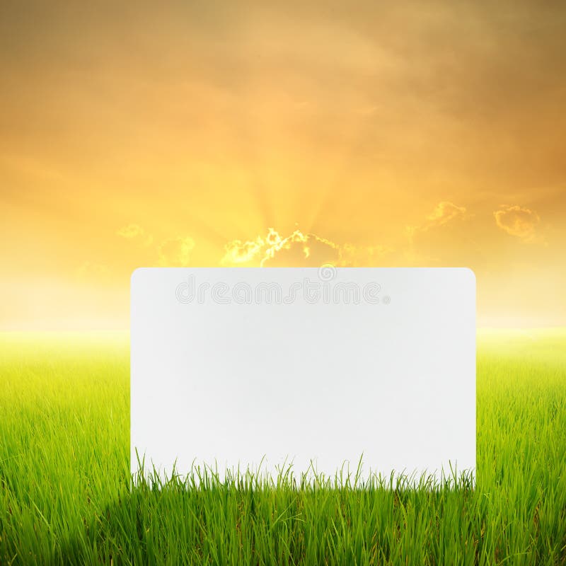 Big Blank Paper in Rice Fields and Sunset for Backgrounds Stock Image ...