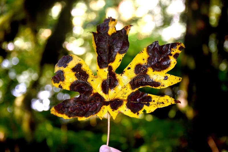 Big Blighted Oak Tree Leaf stock image. Image of blight - 293093211