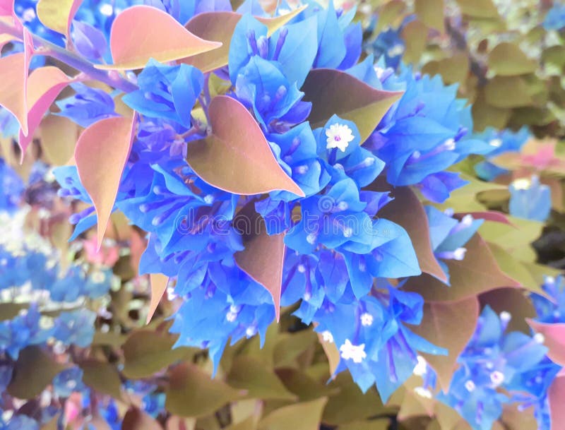 Big Blue Beautiful Glowing Flowers Stock Image - Image of glowing ...