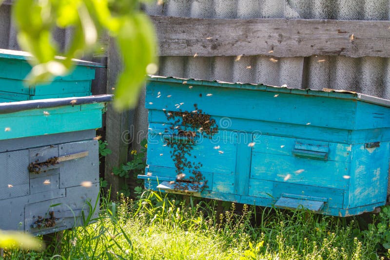 Big Blue Beehive in the Apiary, Honey Bees Fly Nearby Stock Photo ...