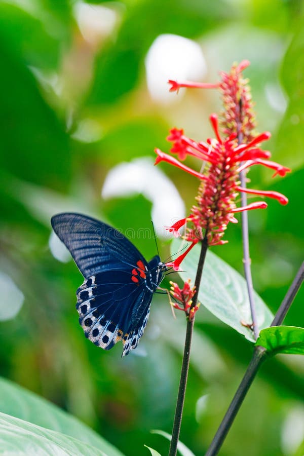 Big Blue Butterfly, Bali stock image. Image of morpho - 59035939