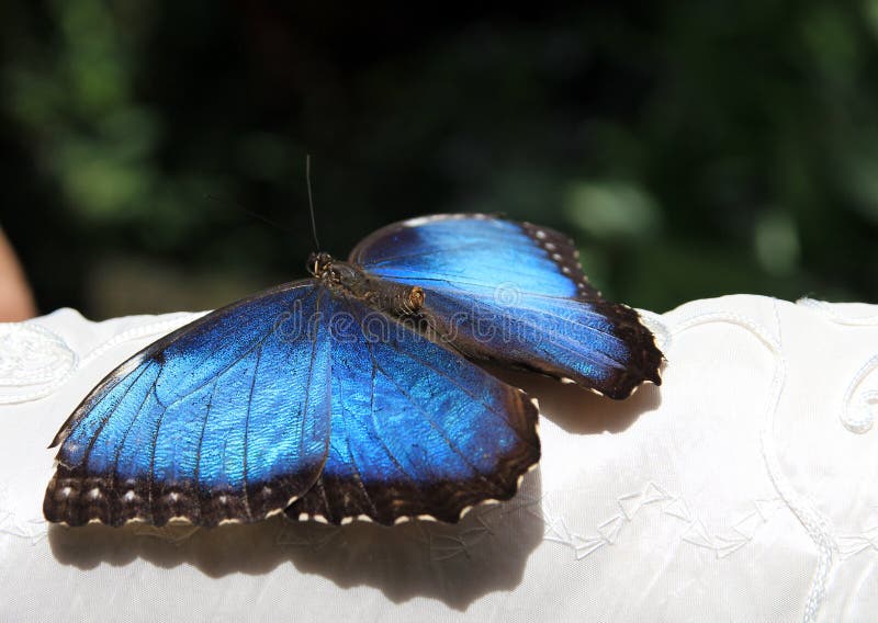 Big Blue Butterfly stock photo. Image of plant, ornament - 35080266