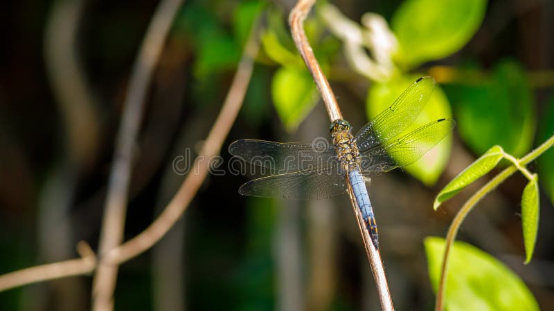 Big Blue Dragonfly in the Wild Stock Photo - Image of libellulidae ...