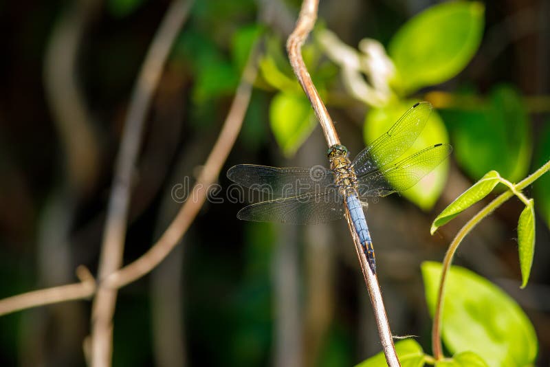 Big Blue Dragonfly in the Wild Stock Photo - Image of insects ...