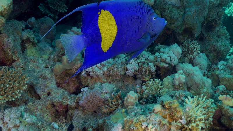 Big blue fish in the sea stock photo. Image of beautiful - 65656686