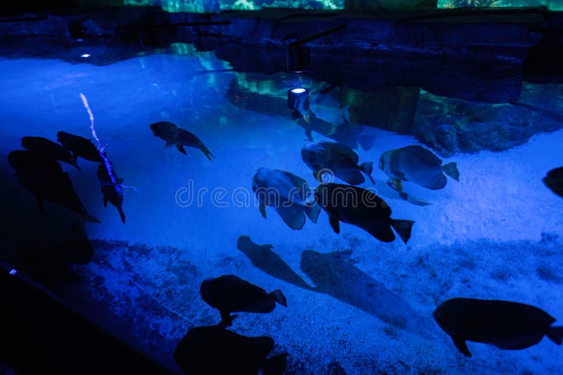 Big Blue Fish Swim in Aquarium Stock Photo - Image of exotic ...