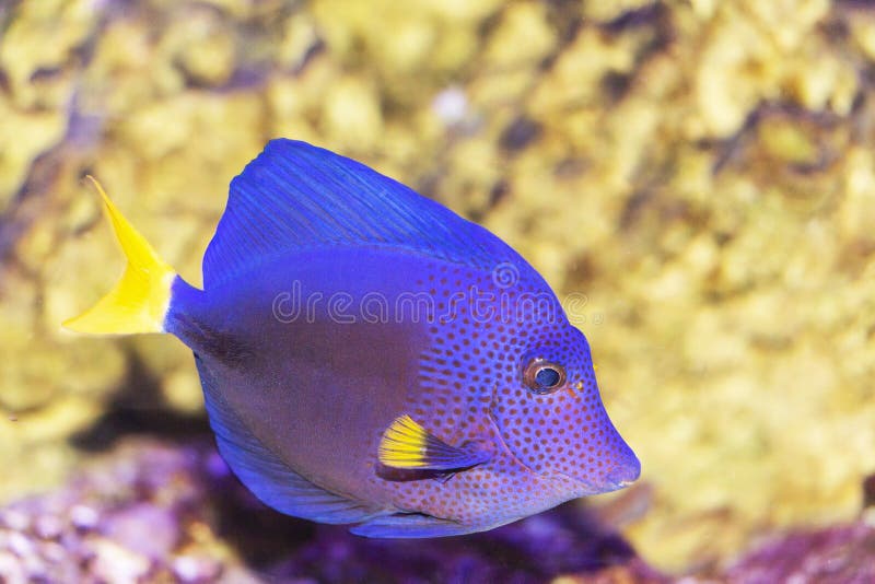 Big Blue Fish in Their Natural Habitat Stock Photo - Image of coral ...