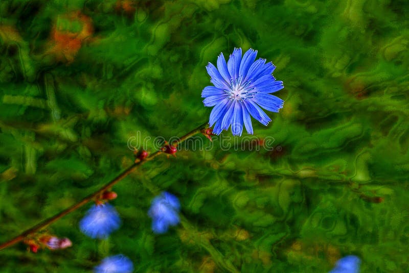 Blue Flower on the Stem in the Green Grass Stock Photo - Image of bloom ...