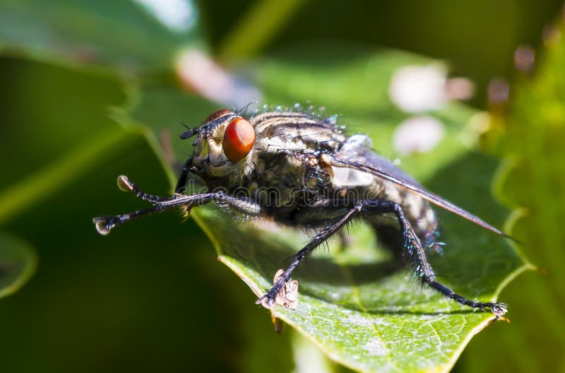 Big blue fly stock image. Image of horror, bothersome - 55507051